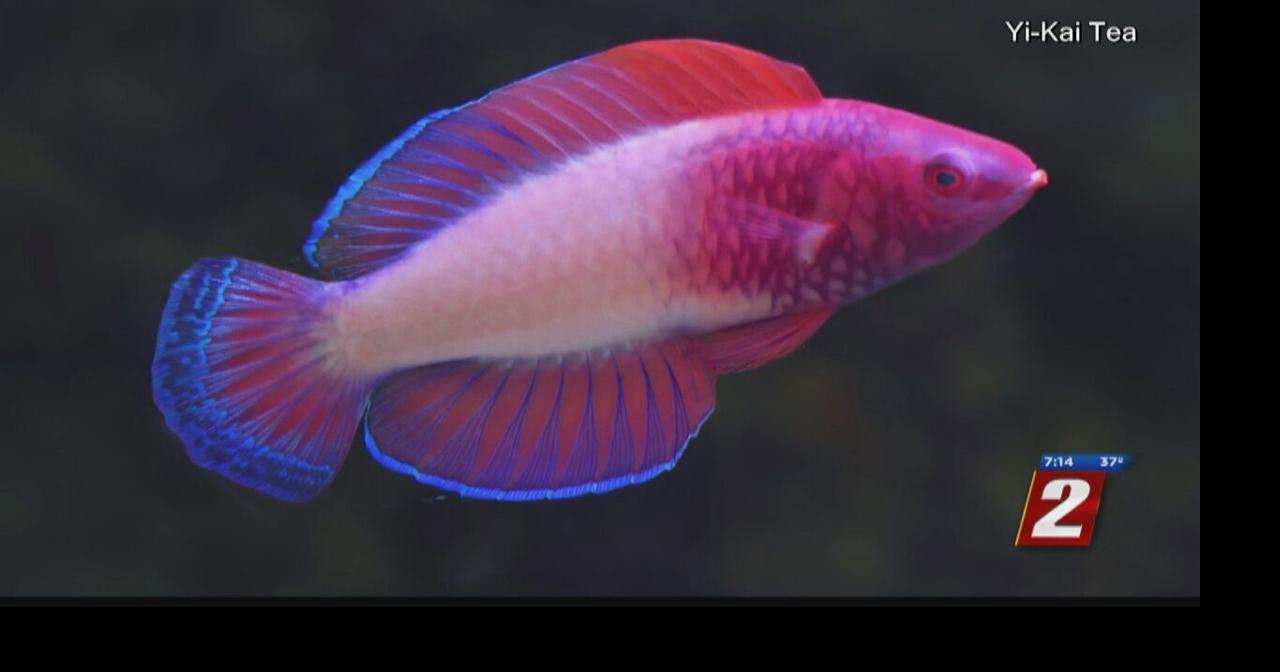 Newly Discovered Rainbow-Colored Fish | News | 2news.com