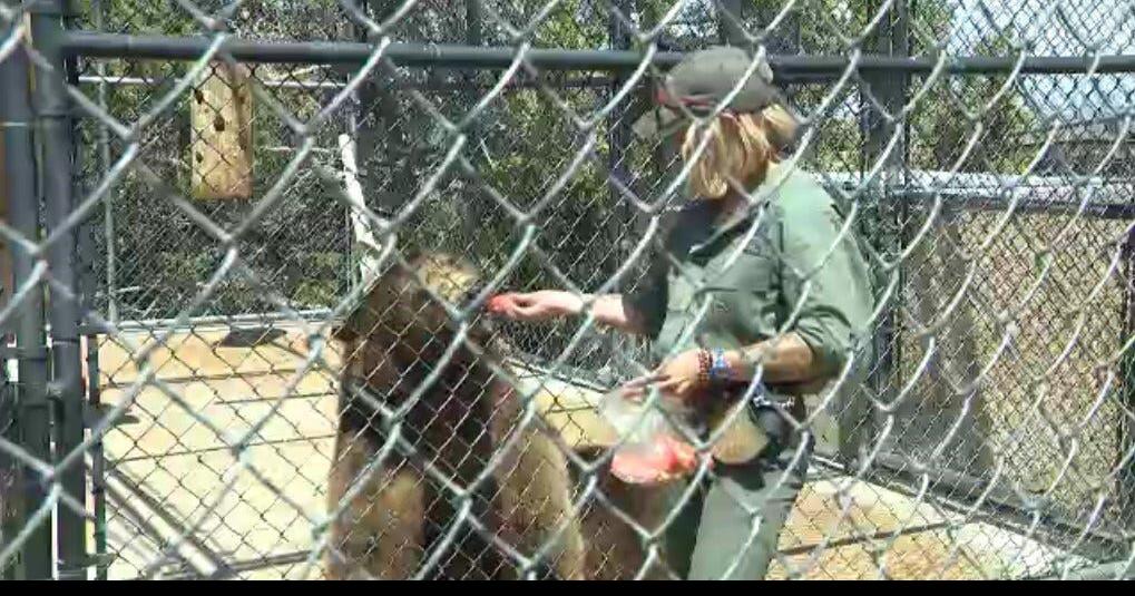 Animal Ark Raises Money to Build New Habitat for Gibbs the Bear ...