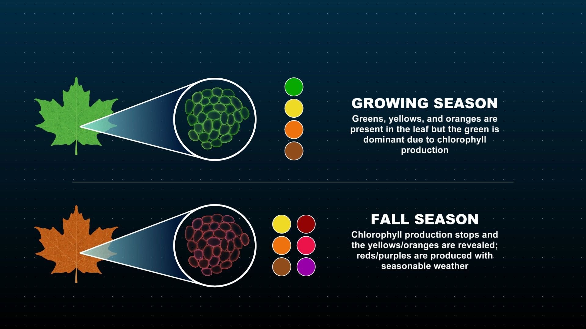 Leaves are changing colors and why that happens | News | 2news.com