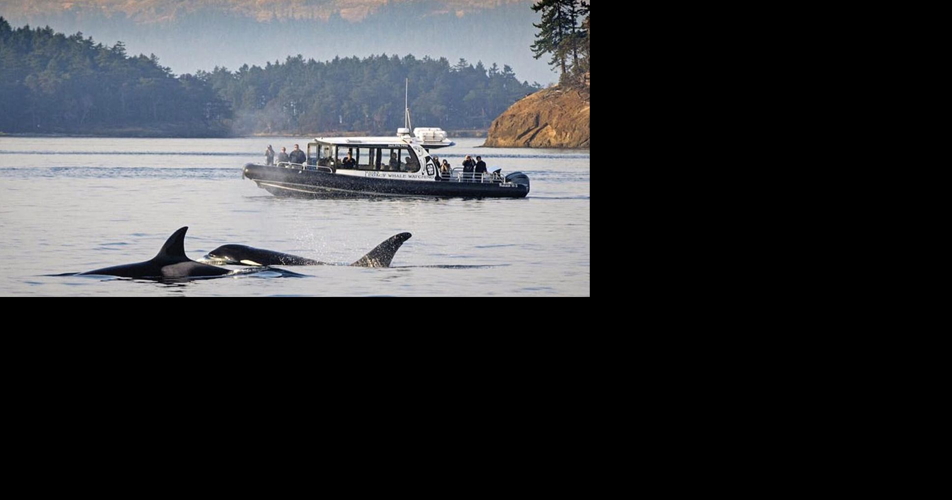 USA Today: Friday Harbor Whale-Watching Tour Country's Best | News ...