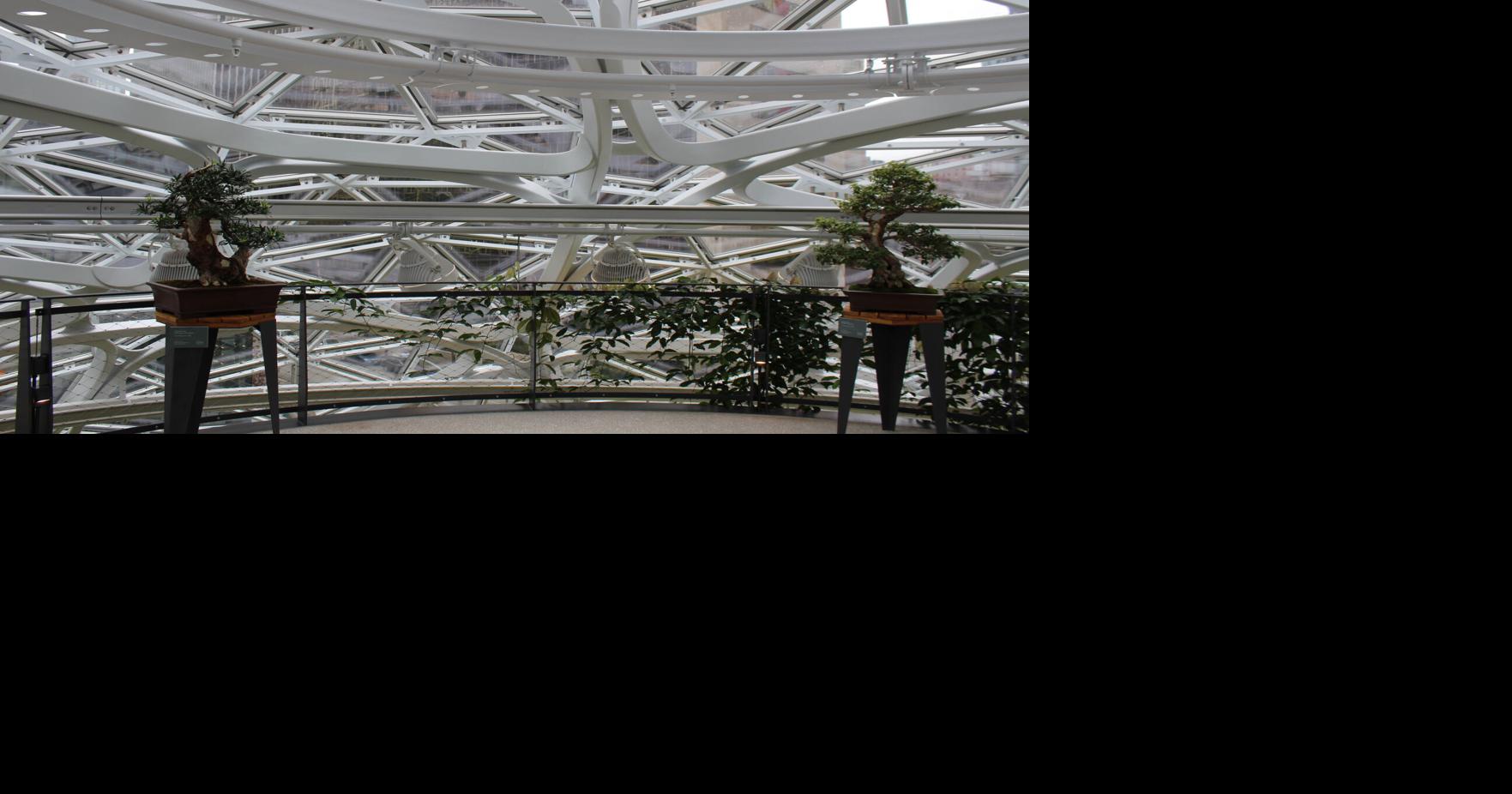 Bonsai Exhibit Coming to the Seattle Spheres | A&E | 425magazine.com