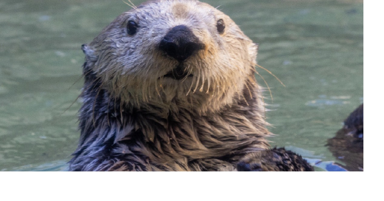 Seattle Aquarium Joins the IUCN | Culture + Life | 425magazine.com
