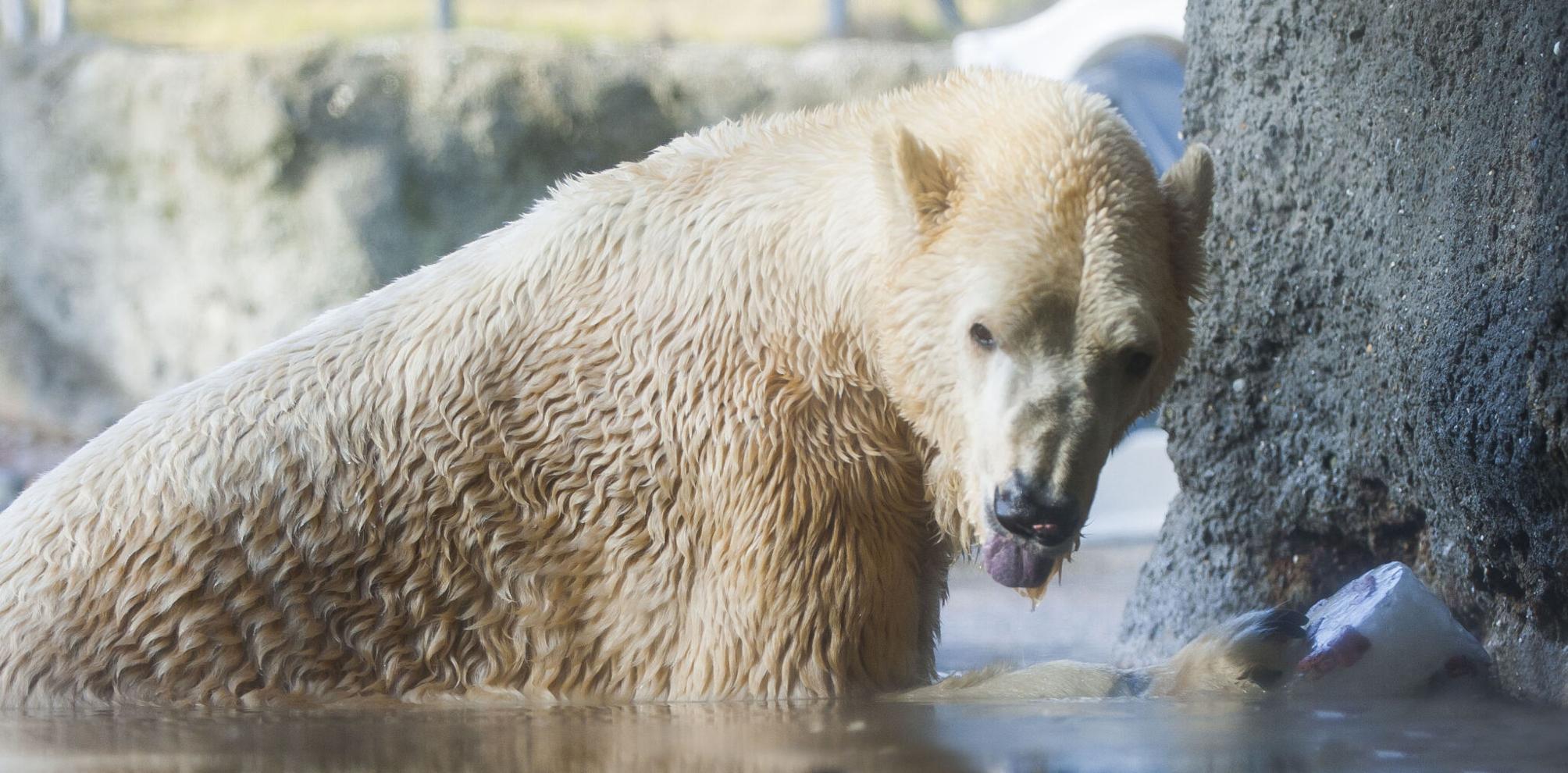 The Oldest Polar Bear in the World Likely Lives in Tacoma | A&E ...