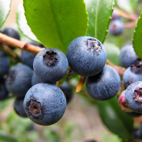 Katy Enger | A&E | 425magazine.com