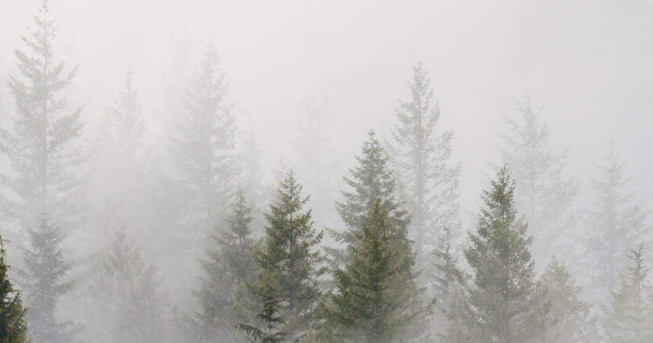 Bigfoot Script Challenge Open for Submissions | A&E | 425magazine.com