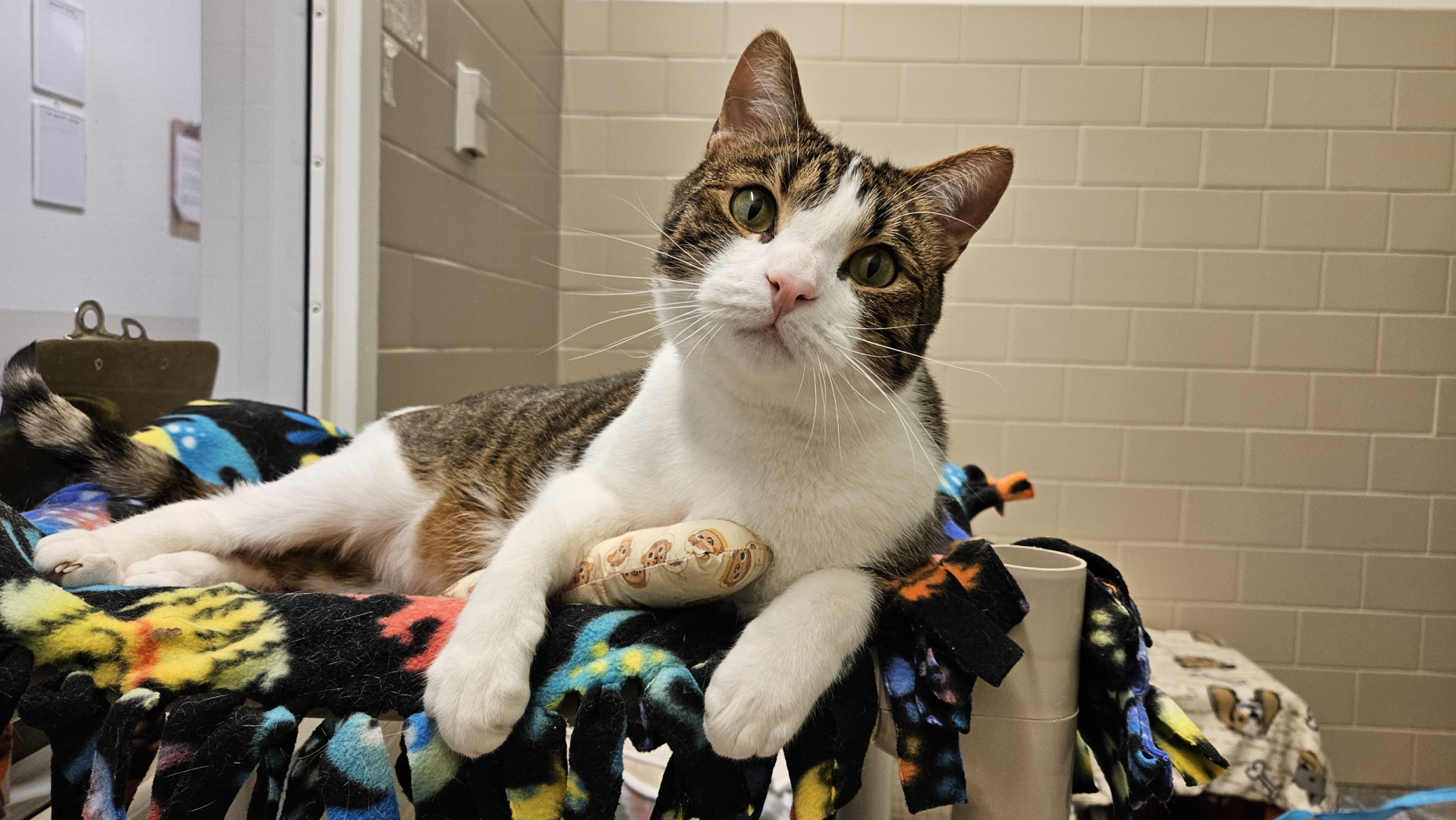 FGF: Pet of the Month, a Women's Day Event, and 'The Voice' | Culture | 425magazine.com