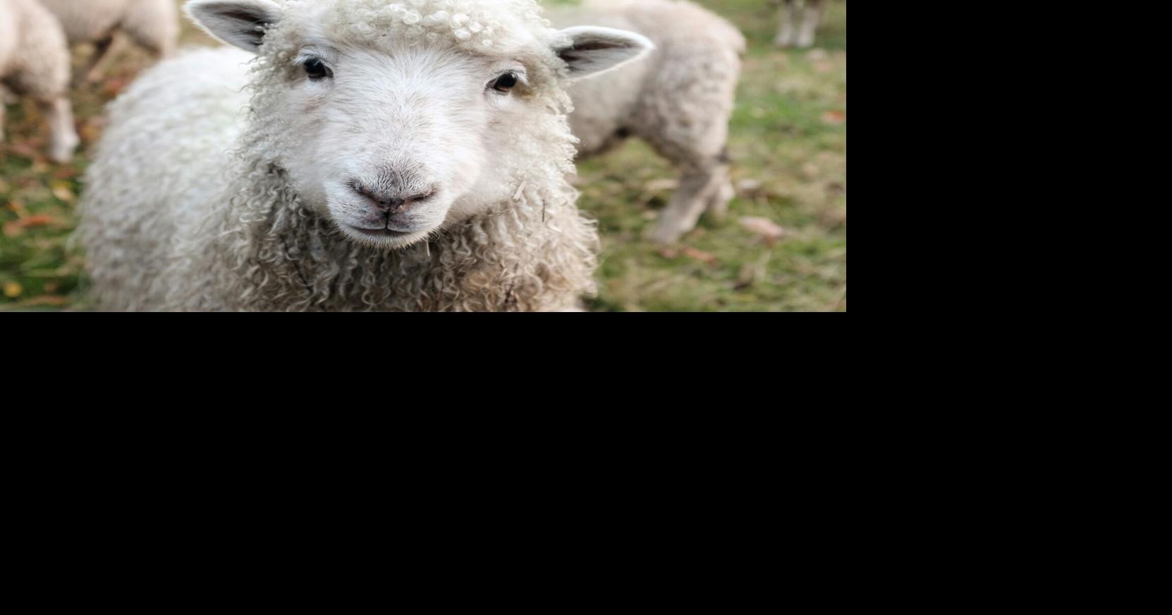Kelsey Creek Farm Park's Sheep-Shearing Celebration | Culture ...