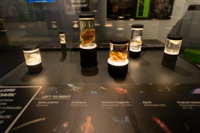 Smithsonian Traveling Exhibition Opens at Burke Museum | A&E | 425magazine.com