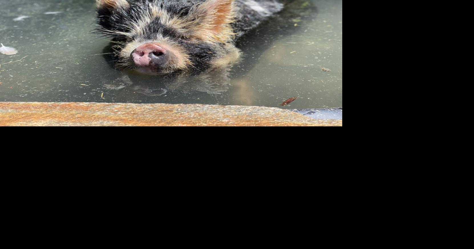 Ready, Set, Goat | A&E | 425magazine.com