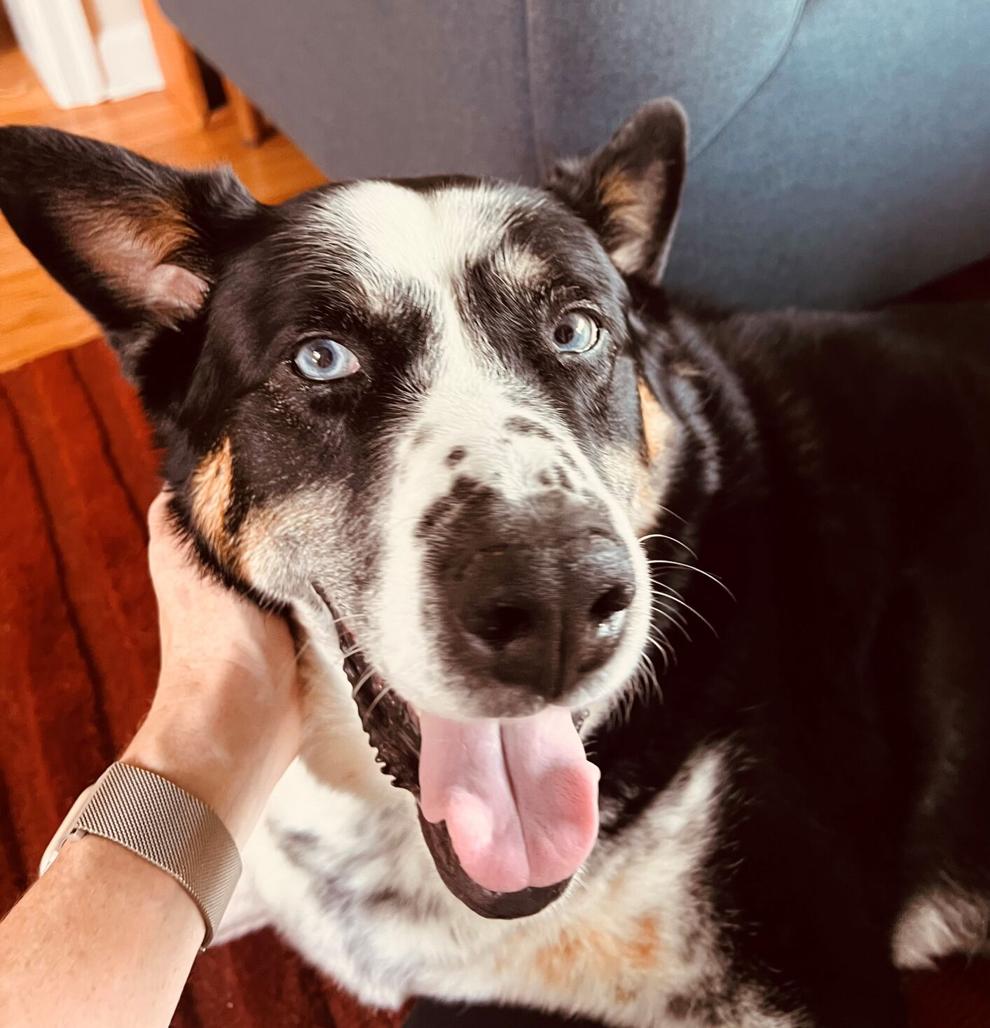 FGF: Pet of the Month, Fundraising, and Sustainability | Culture + Life ...