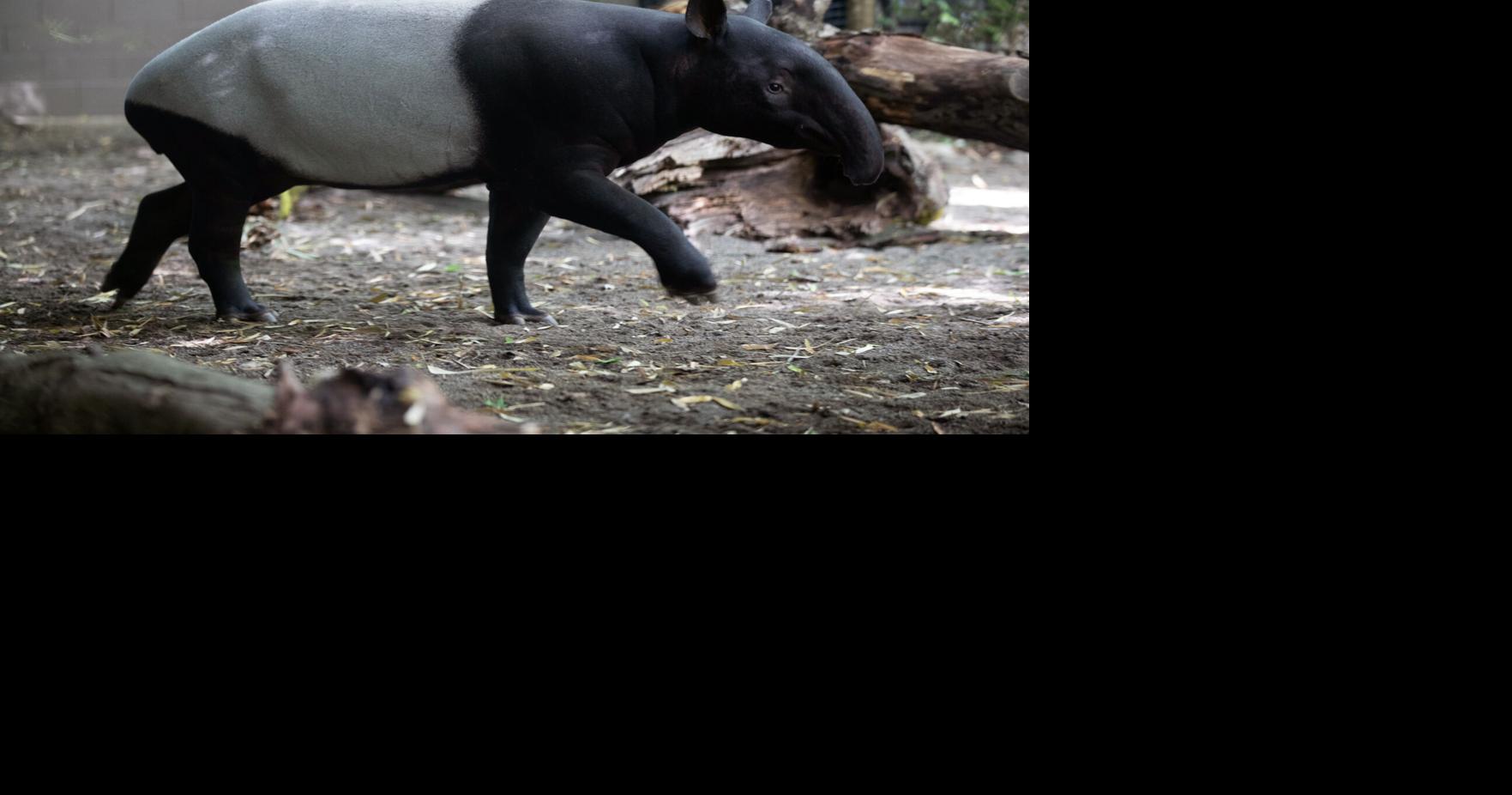 FGF: Zoo News, Black-Owned Businesses, and Travel | Culture + Life | 425magazine.com