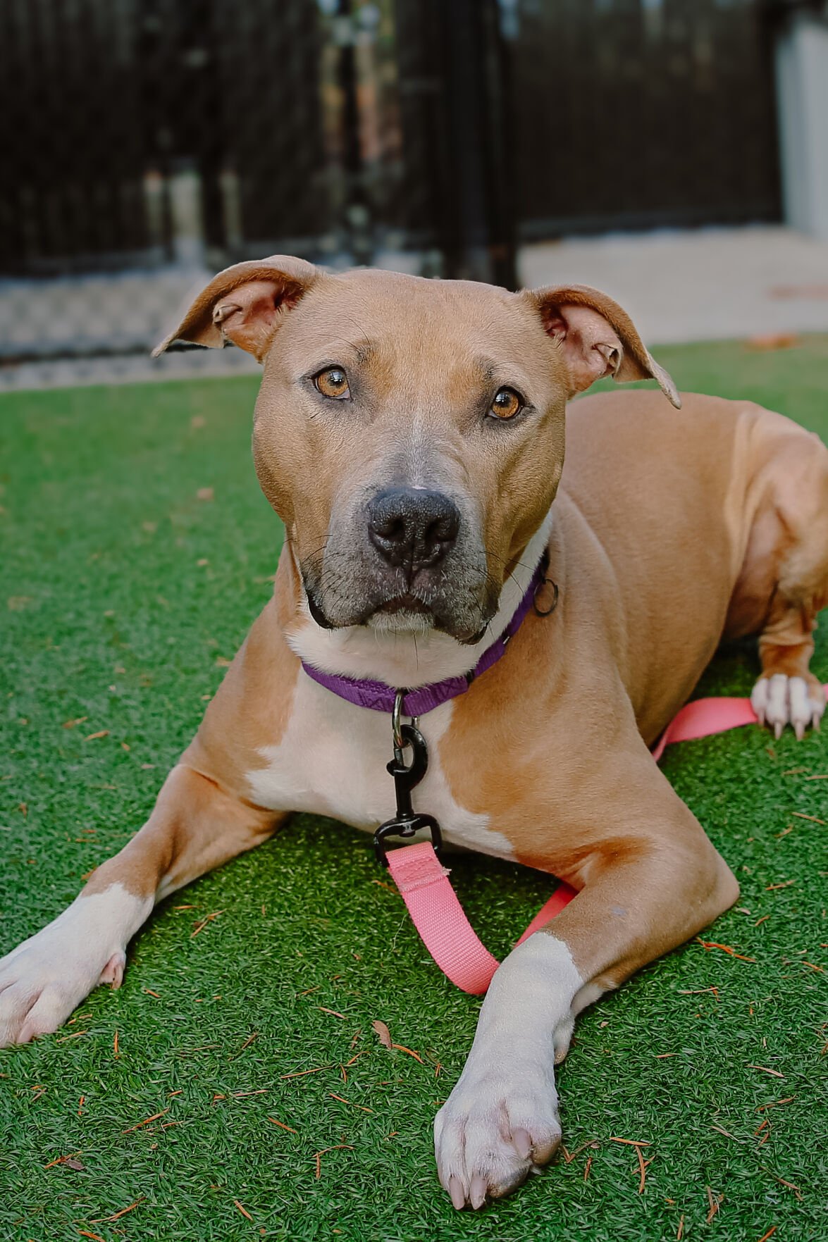 FGF: Pet of the Month, Lynnwood Cares, and a Salon Expansion | Culture ...