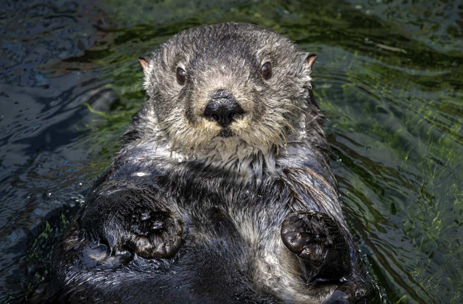 Seattle Aquarium Has a New Otter | Travel + Outdoors | 425magazine.com