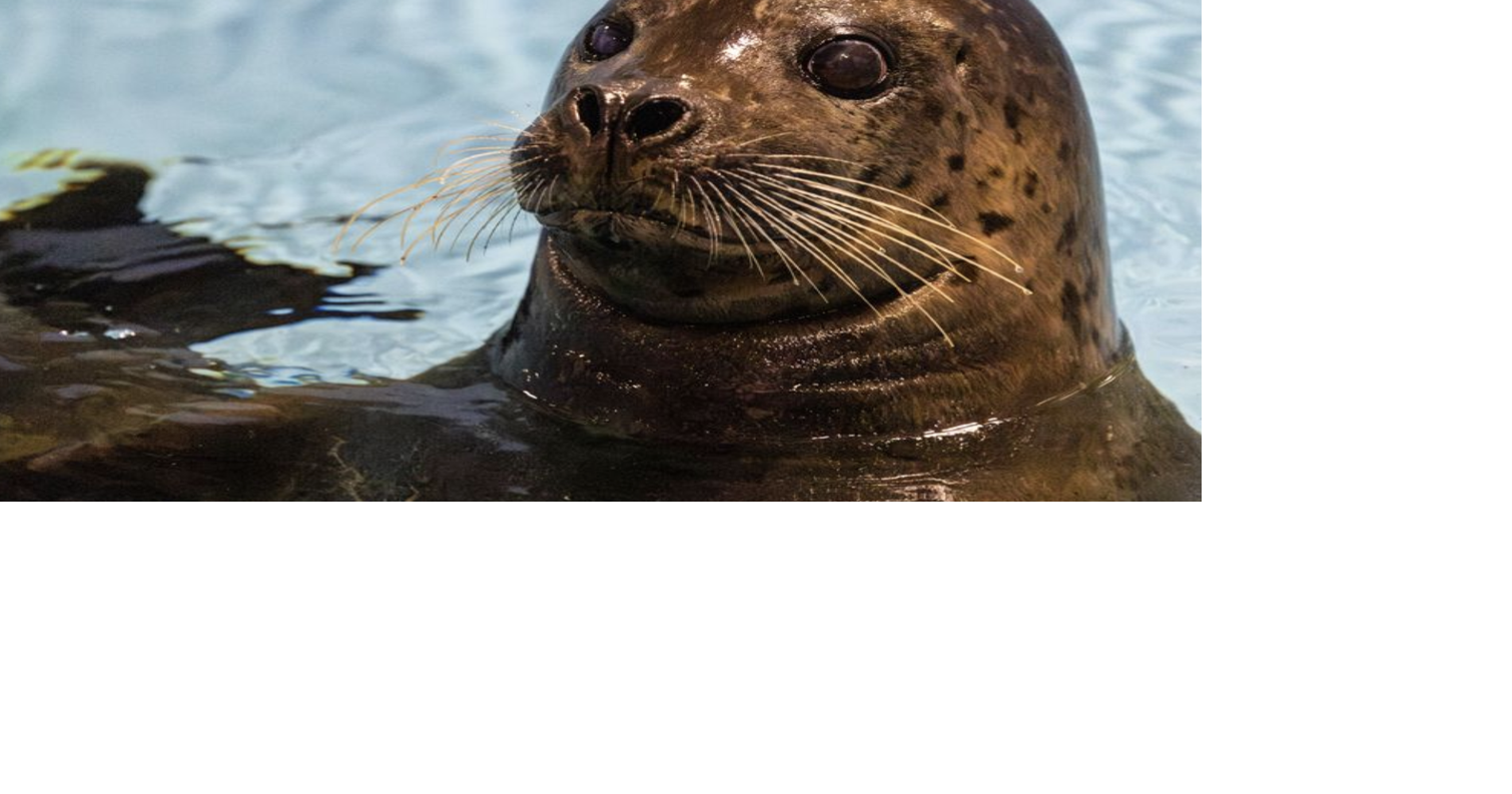 Seattle Aquarium Welcomes New Harbor Seal | Travel + Outdoors ...