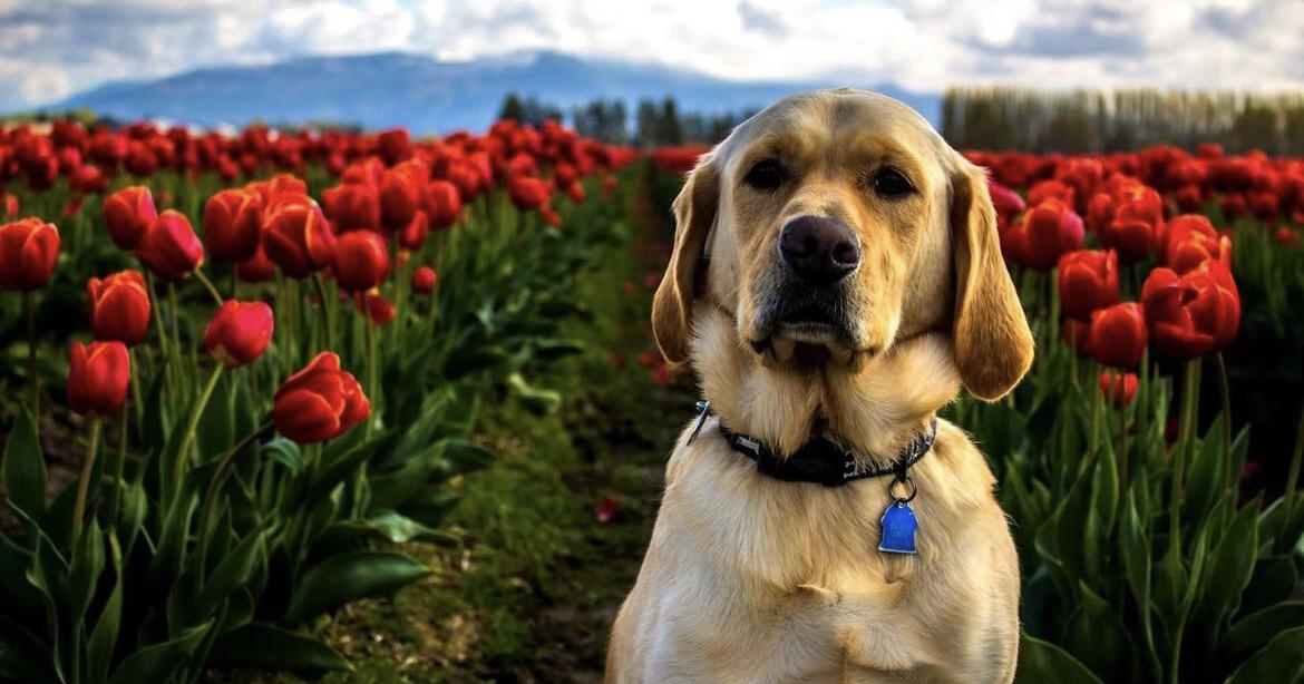 After a Long Ban, Dogs Now Allowed in Tulip Town | Travel + Outdoors ...