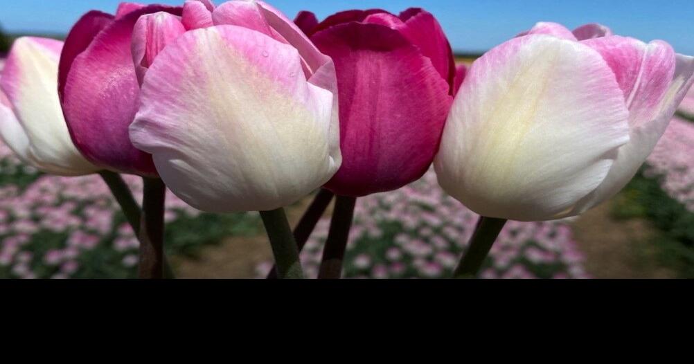 Feel Good Friday: Star Students, Tulips, and Dragons | Culture ...