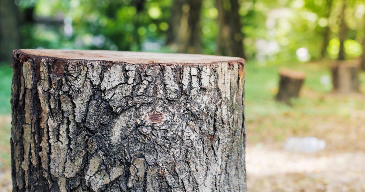 Trees Are Why We Live Here Residents Tells Medford Council Which trees-are-why-we-live-here-residents-tells-medford-council-which