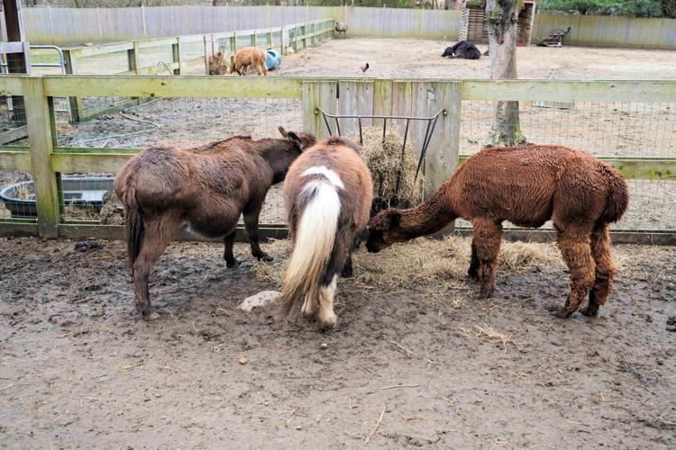"The Sad Story of Sammy the Swan": Visitors to Paws Discovery Farm ...