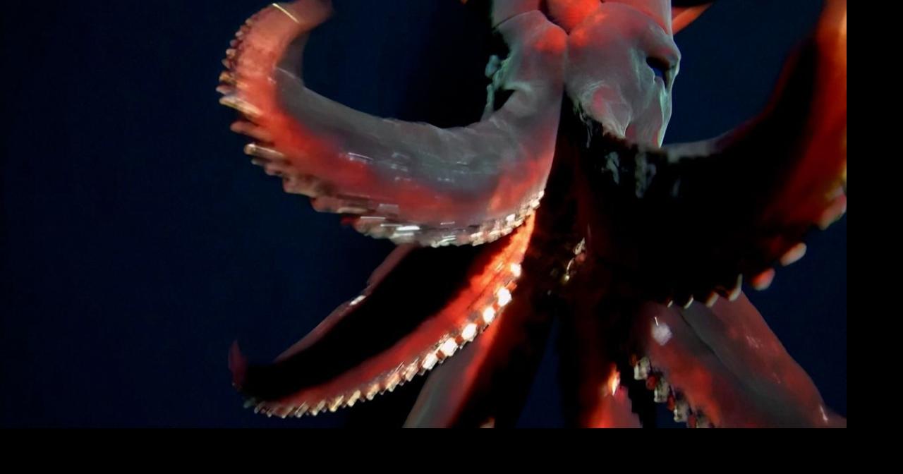 Rare Footage of Bioluminescent Deep-Sea Squid Attacking Camera Captured ...