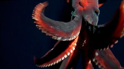 Rare Footage of Bioluminescent Deep-Sea Squid Attacking Camera Captured ...