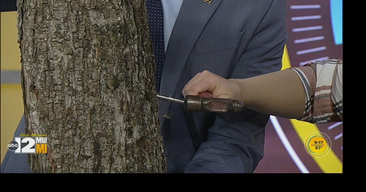 Chippewa Nature Center demonstrates tapping maple trees | Good Morning ...