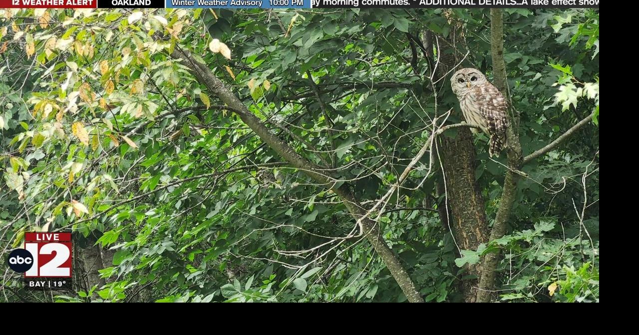 Conservancy permanently protects 45 acres in Clare County | Video ...