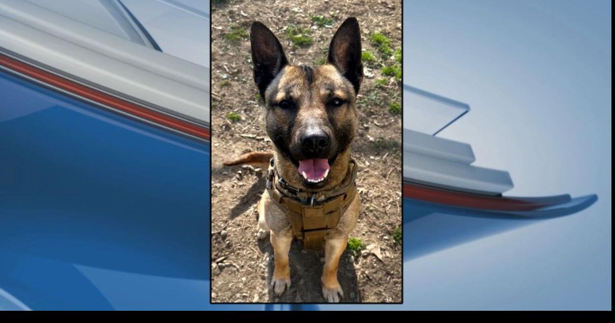 Saginaw Police Department welcomes K-9 Taz | Local | abc12.com