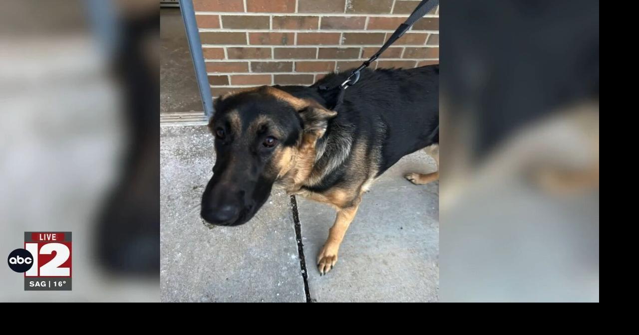 Lost German Shepherd strolls through Walmart store | Video | abc12.com