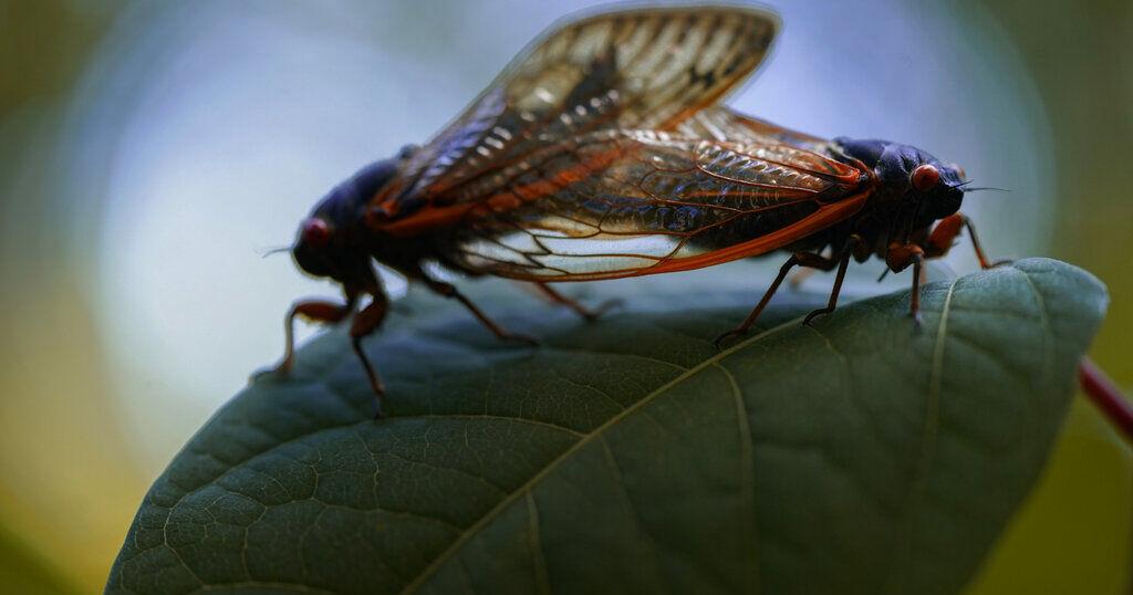 Cicada hatch in 2024 will be largest in 221 years | National | abc12.com