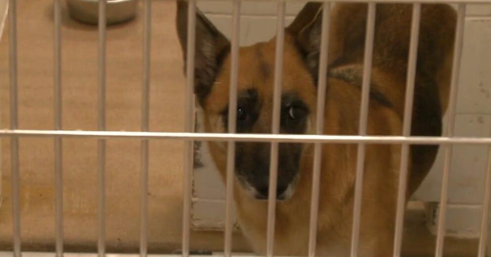 Local humane society offers tips for keeping pets safe in hot weather ...