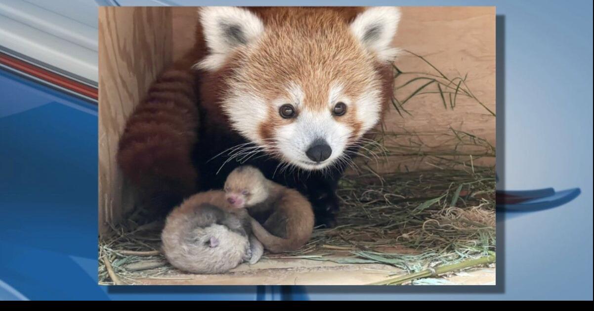 Red panda twins born at Detroit Zoo | State | abc12.com