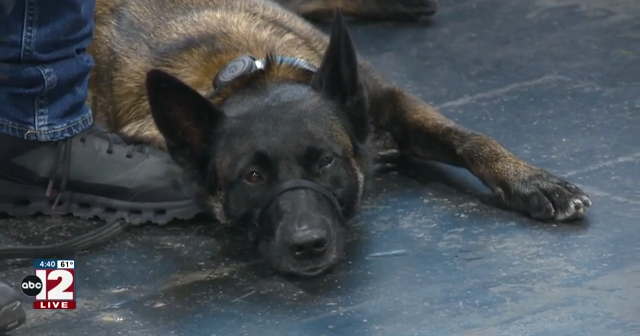 Flint Post Office working to limit dog attacks on letter carriers ...