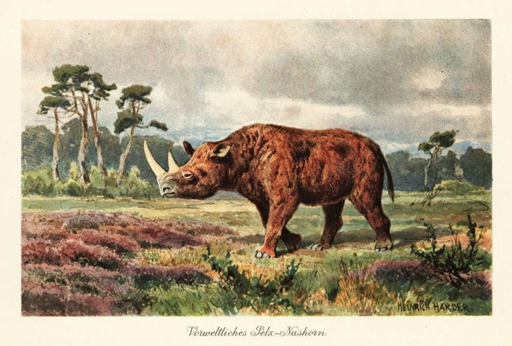 woolly rhinoceros pictures