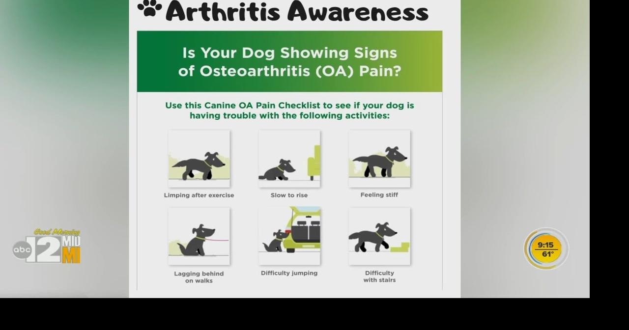 The Bay Area Animal hospital discusses animal arthritis | Community ...