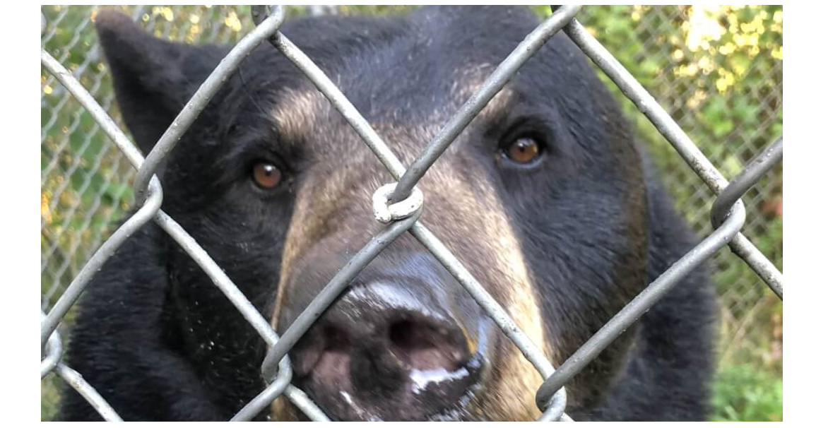 Bear and foxes rescued from roadside zoo in Tawas City make it to ...