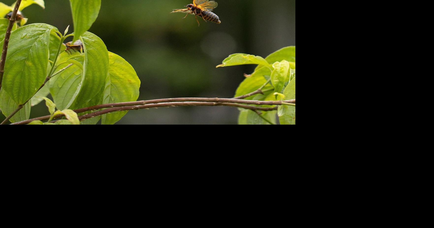 Billions of cicadas set to appear in rare 'double brood emergence ...