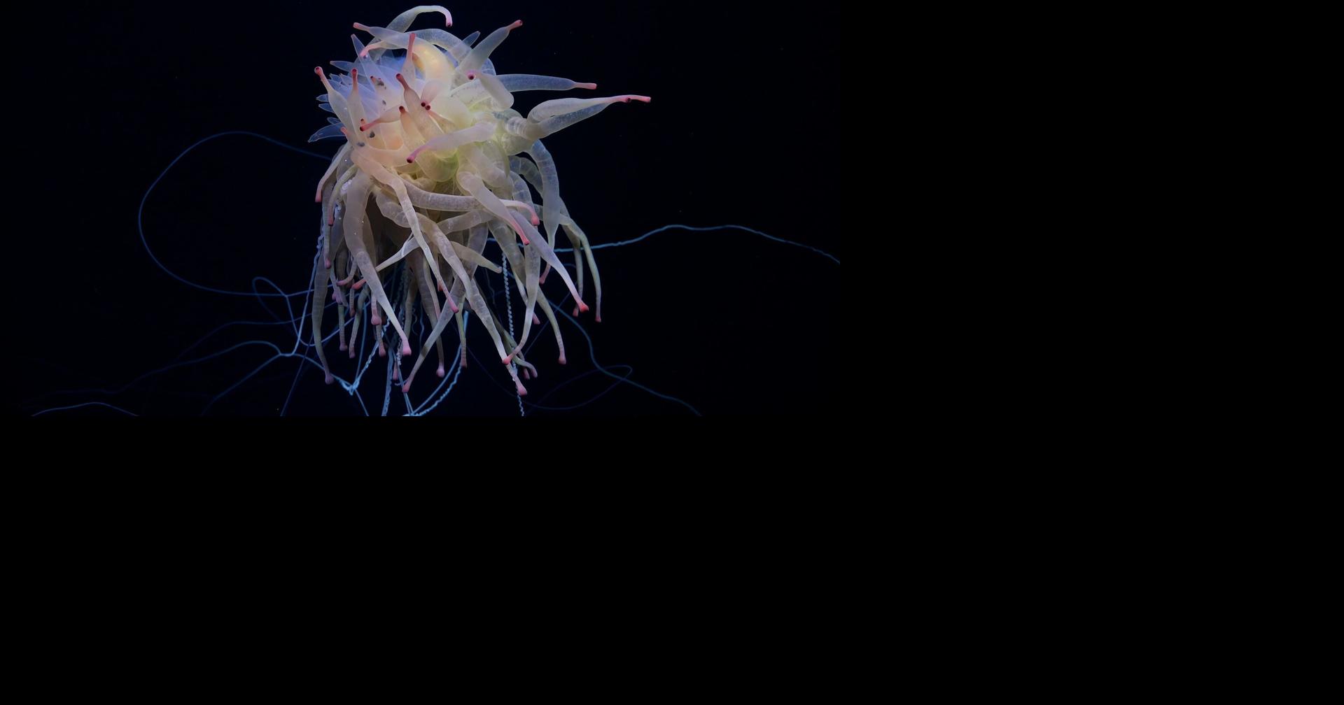 Newly found seamount reveals spaghetti monster and other rare ocean ...