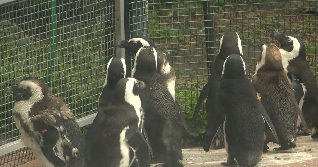 Saginaw Children's Zoo opens for 2026 season with new attractions ...