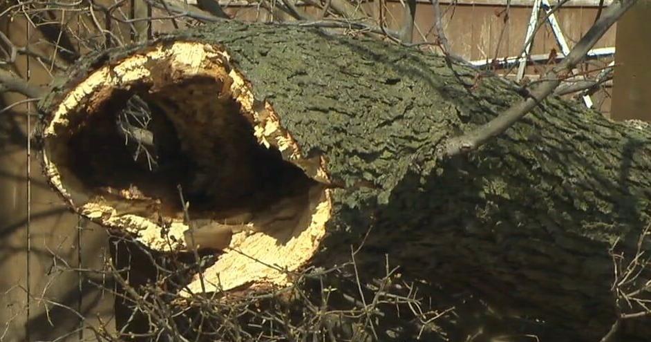 Strong winds knock down trees, power lines across Saginaw County ...