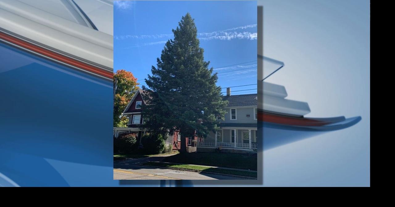 63-foot spruce in St. Johns selected as Michigan's state Christmas tree ...
