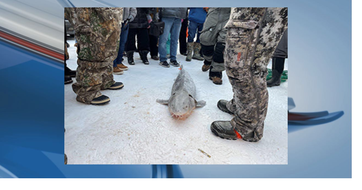 Northern Michigan sturgeon fishing season set for Feb. 7 | State ...