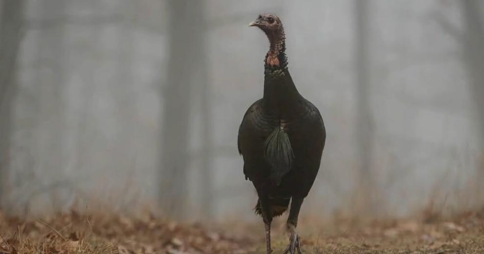 MDOT, MDNR hope for federal grant funding to study wildlife crossing ...