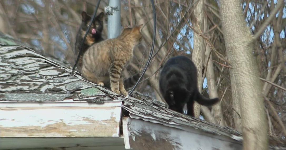 Neighbors on New York avenue complain of animal odor from abandoned ...