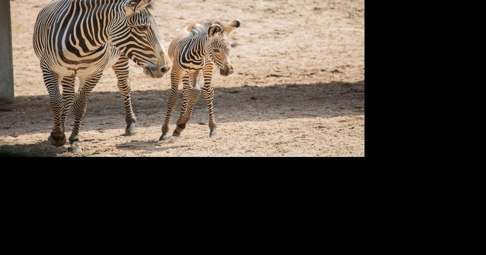 Endangered Grevy’s zebra born at Lincoln Park Zoo in Chicago | National ...