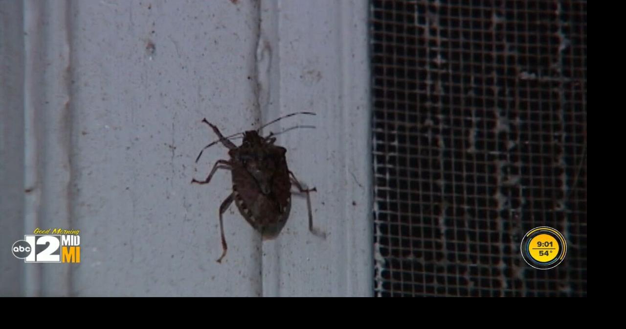 Stink bug season arrives in Mid-Michigan | Local | abc12.com