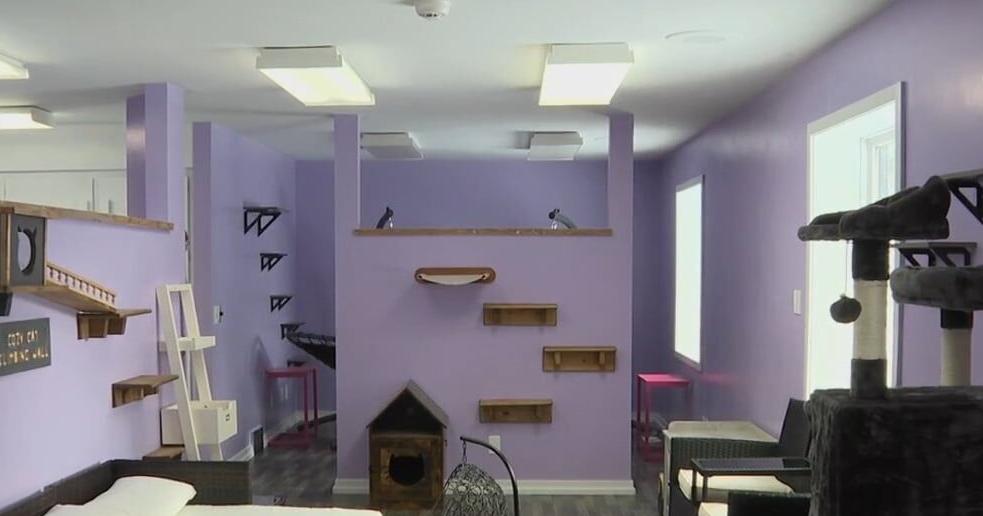 New cat cafe prepares for opening in Sanford | News | abc12.com