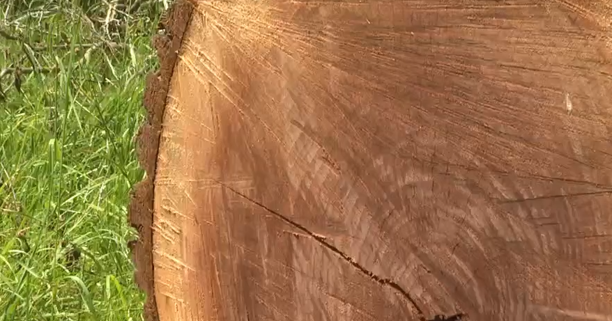 Genesee County trees are being cut down and sold illegally | Crime ...