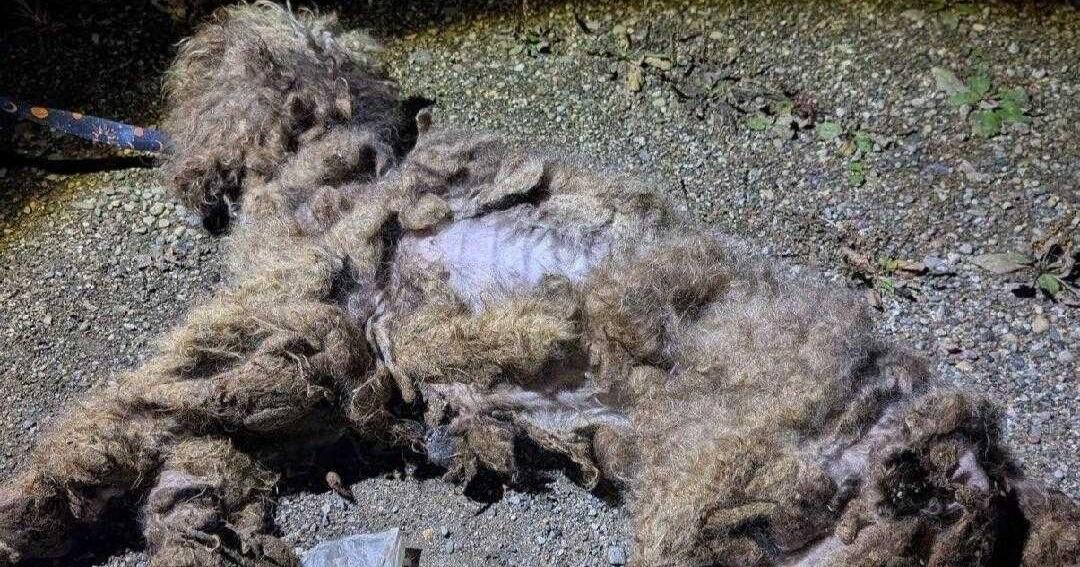 Shiawassee Humane Society seeks help caring for abandoned goldendoodle ...