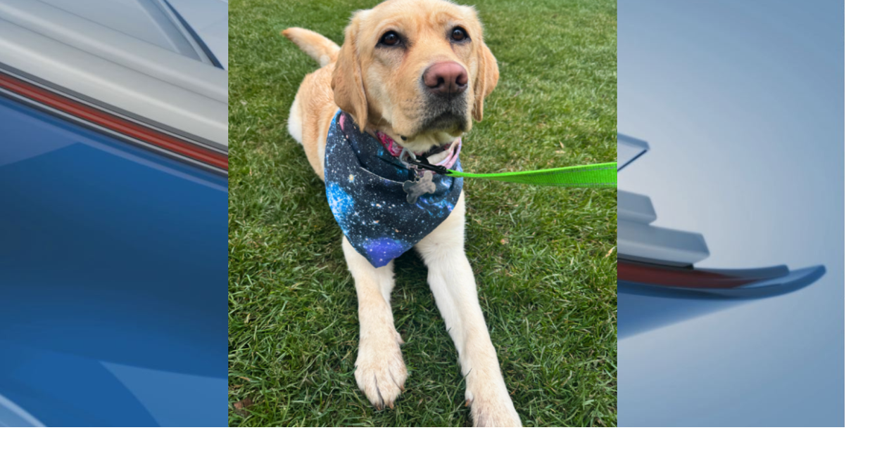Victim advocate dog joins Michigan AG's team in Lansing | State | abc12.com