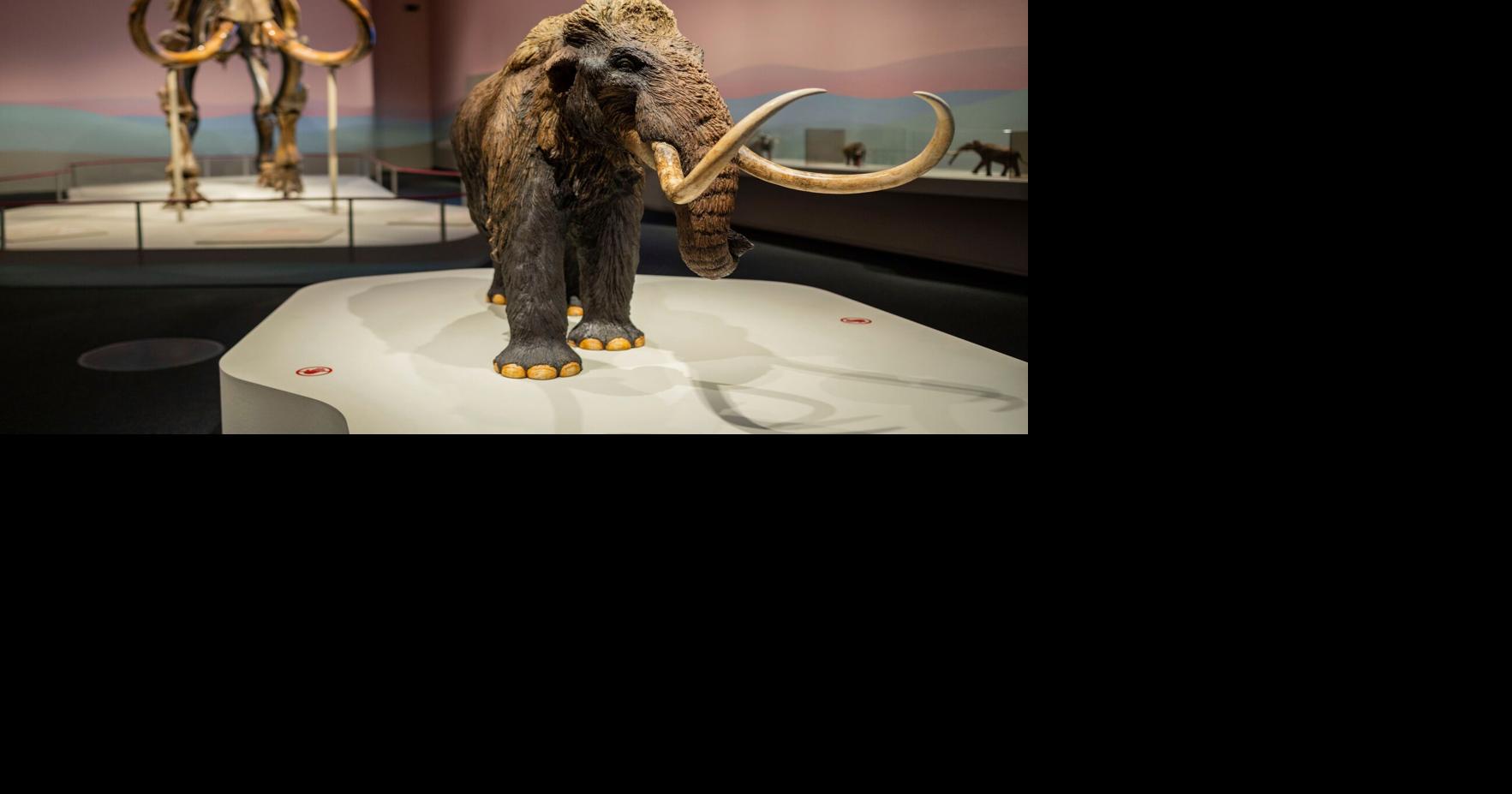 Elephant stem cells created in a lab for the first time could help ...